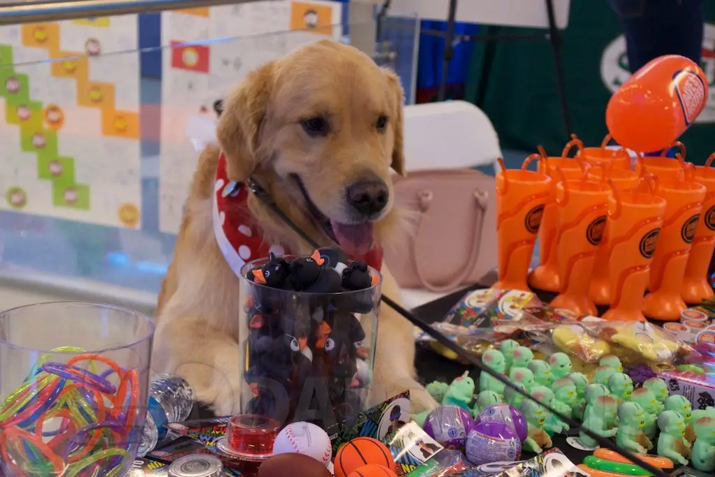 See How the Minnie Walk Has Brought Smiles to Kids at CHOC For 25 Years