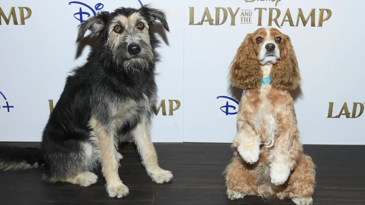 Disney Screens Lady and the Tramp in New York