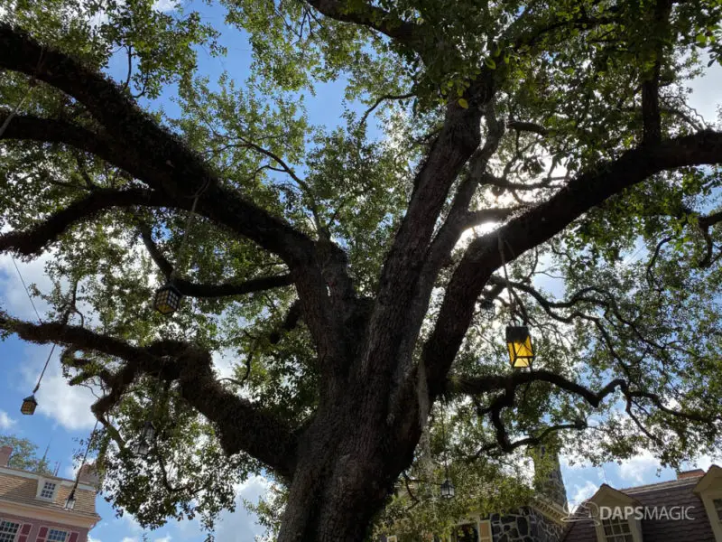 Sunday Spotlight: Liberty Tree in Liberty Square