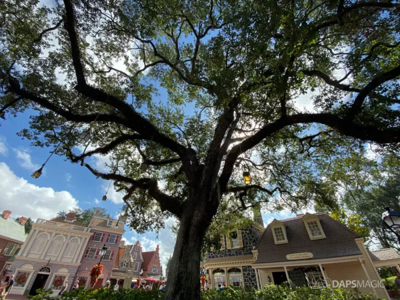 Sunday Spotlight: Liberty Tree in Liberty Square