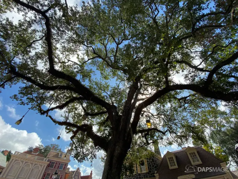 Sunday Spotlight: Liberty Tree in Liberty Square