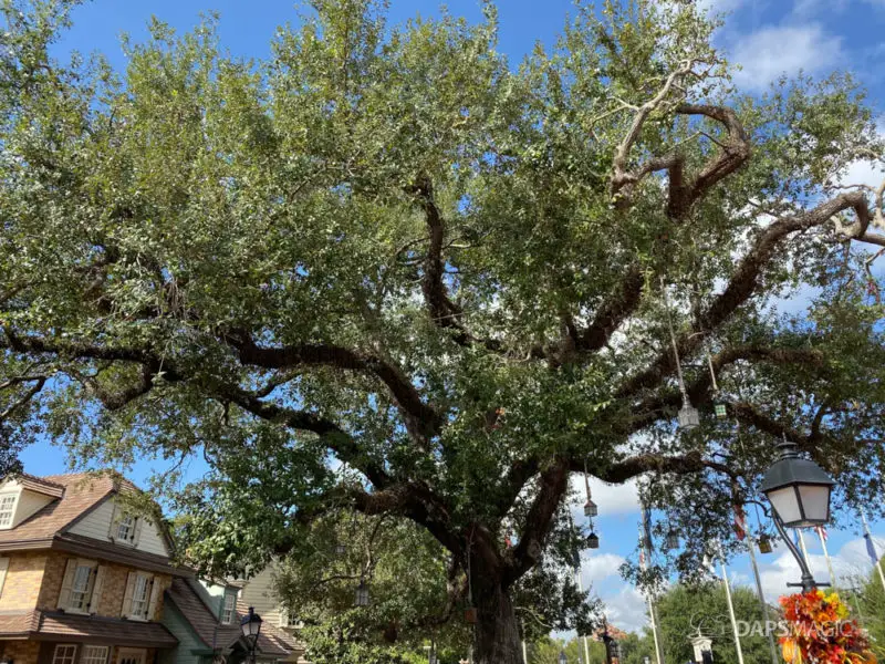 Sunday Spotlight: Liberty Tree in Liberty Square