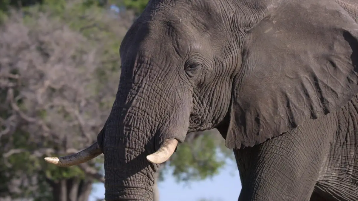 Disneynature's Elephant - A Beautiful Family Trek - Mr. DAPs Review