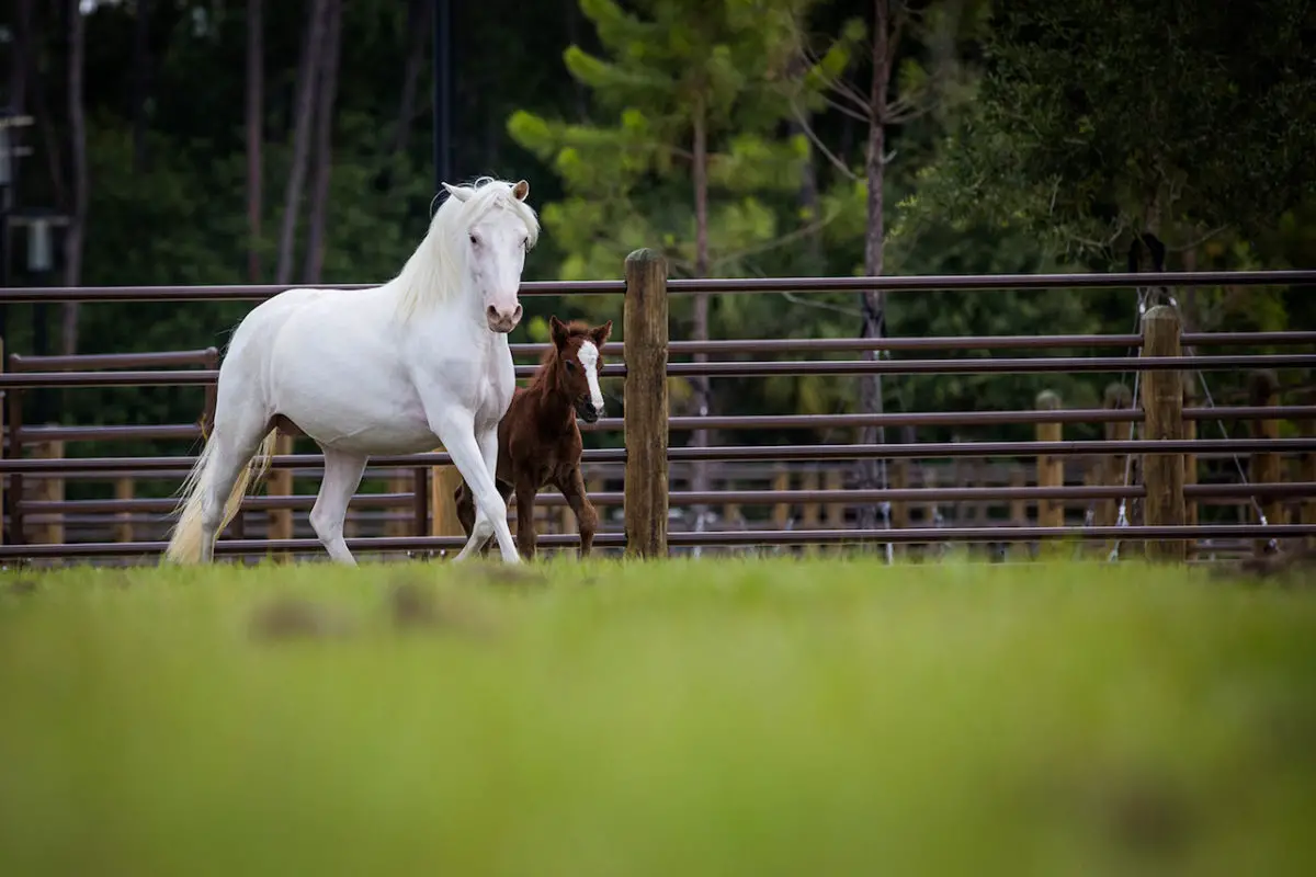 Walt Disney World Resort Shares New Look at Tri-Circle-D Ranch Ahead of ...