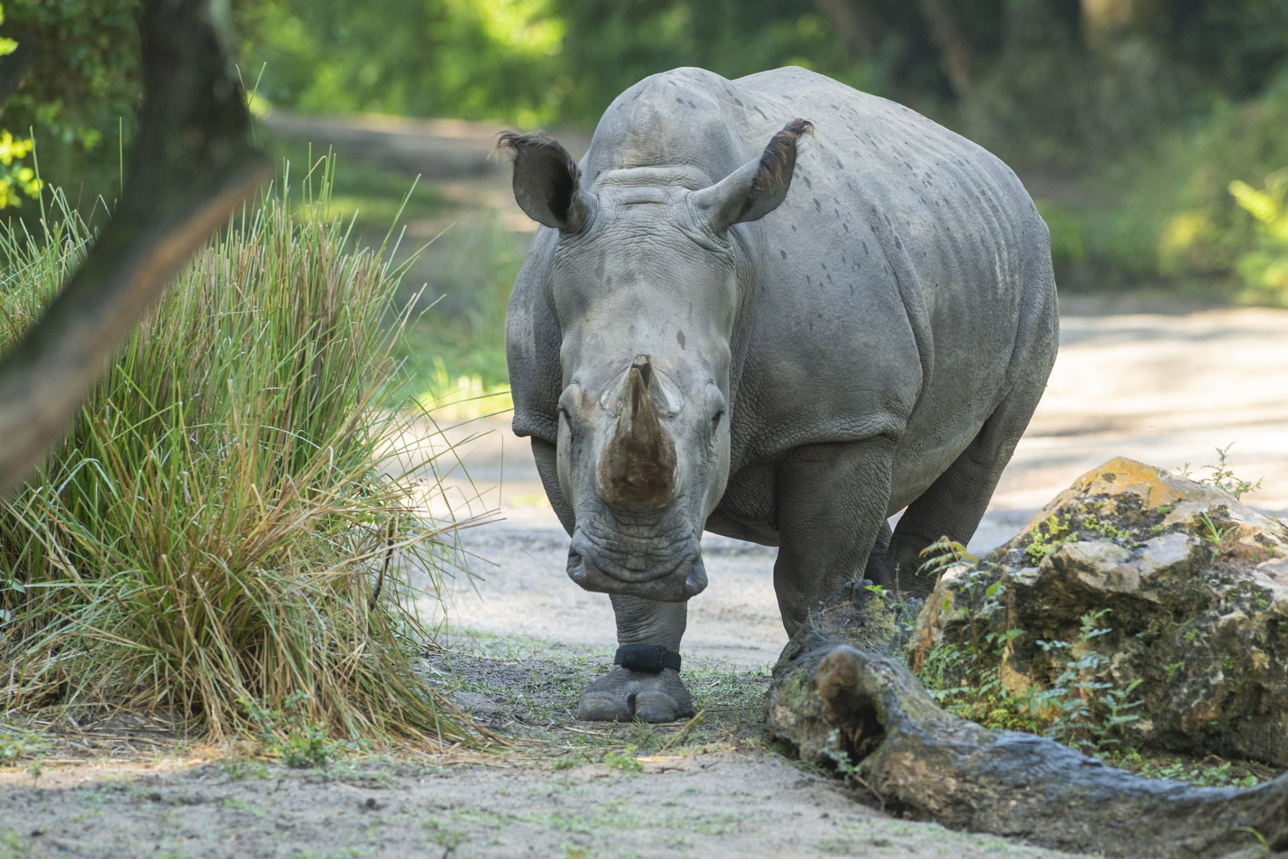 Disney Fits White Rhinoceros With Fitness Tracker at Disney's Animal ...