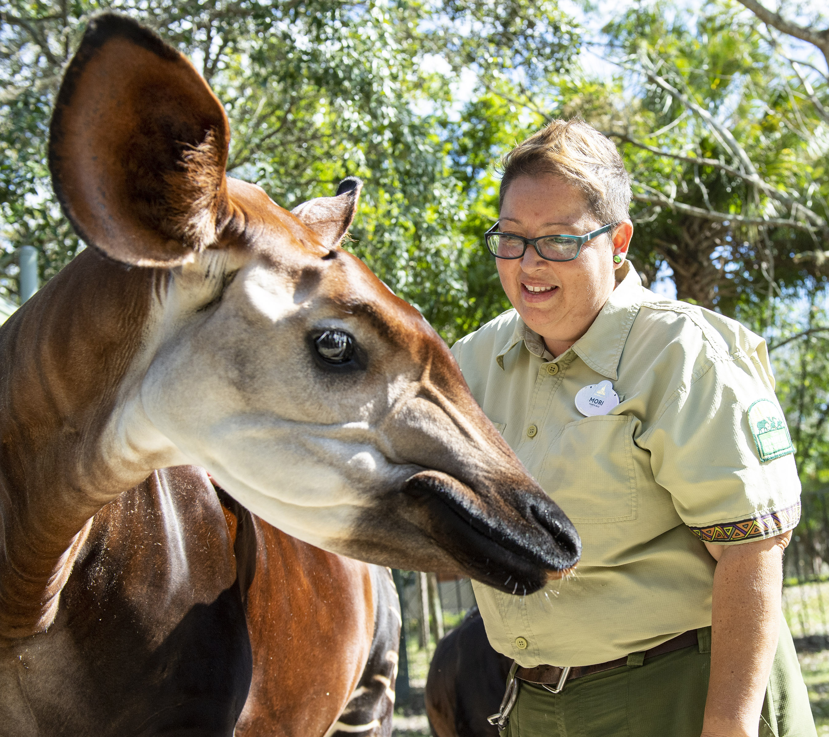Walt Disney World Celebrates World Okapi Day