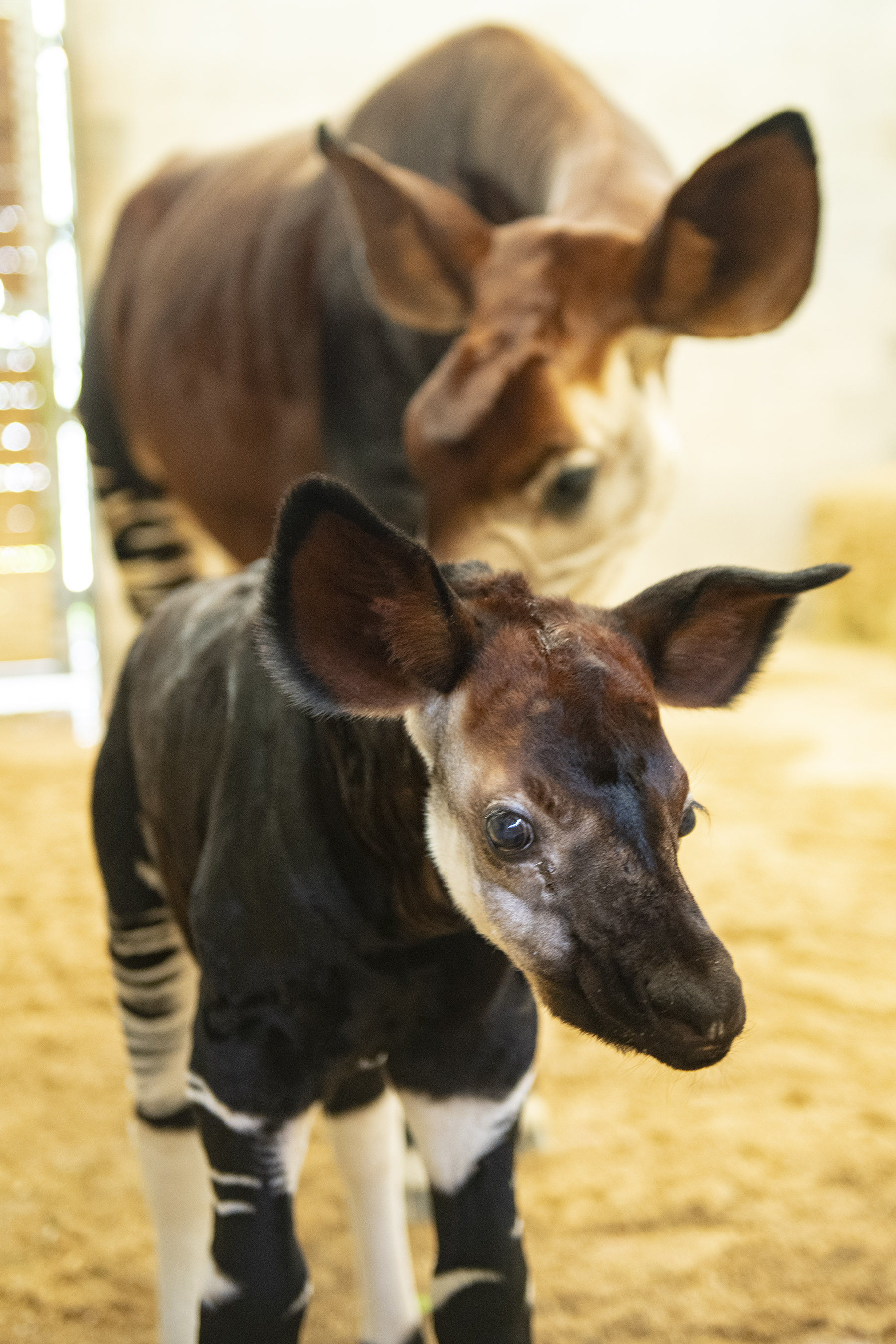Walt Disney World Celebrates World Okapi Day