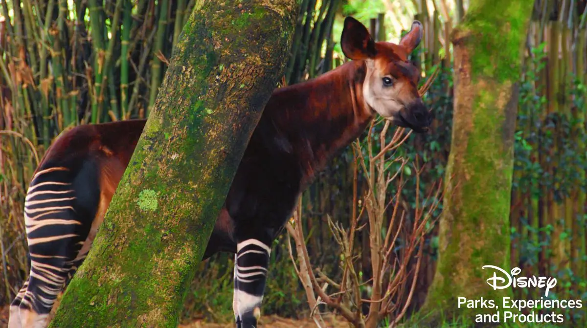 How Disney and its Cast have Protected Over 1,000 Species of Animals