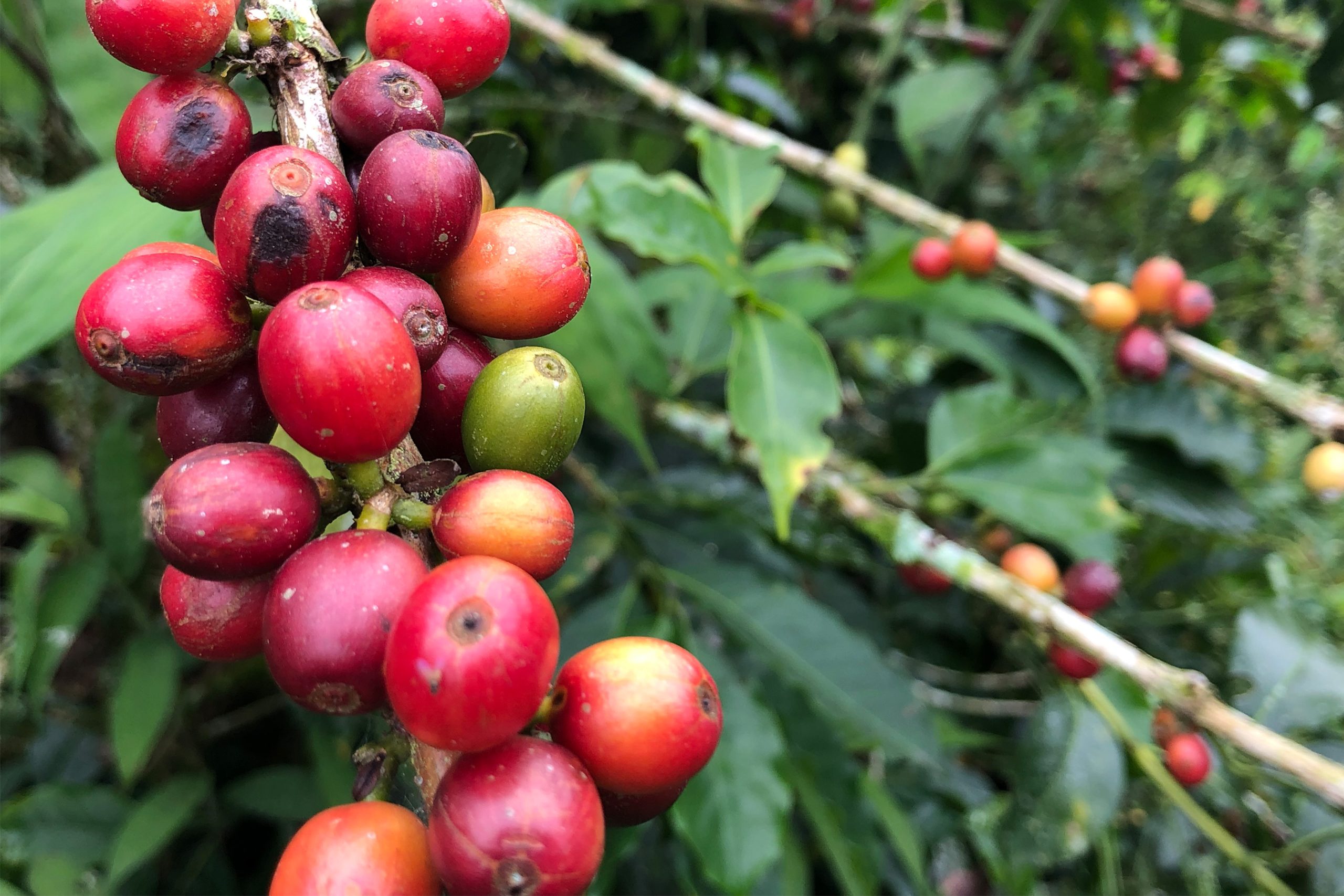 Adventures by Disney Adds Colombia, the Country That Inspired Disney's ...