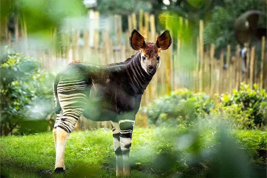 Baby Okapi Makes First Appearance at Disney’s Animal Kingdom