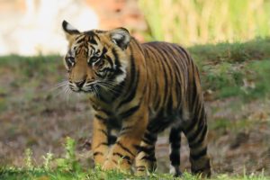 The Detroit Tigers Visit New Tiger Cub at Disney's Animal Kingdom