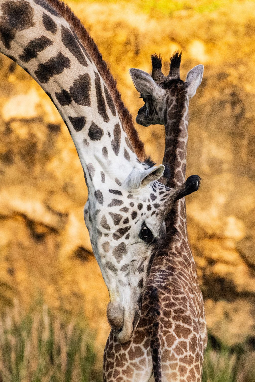 New Baby Giraffe Named Tucker Debuts at Disney's Animal Kingdom