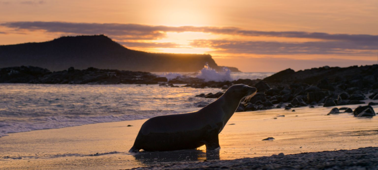 Soundtrack for 'Disneynature: Sea Lions of the Galapagos' Now Streaming