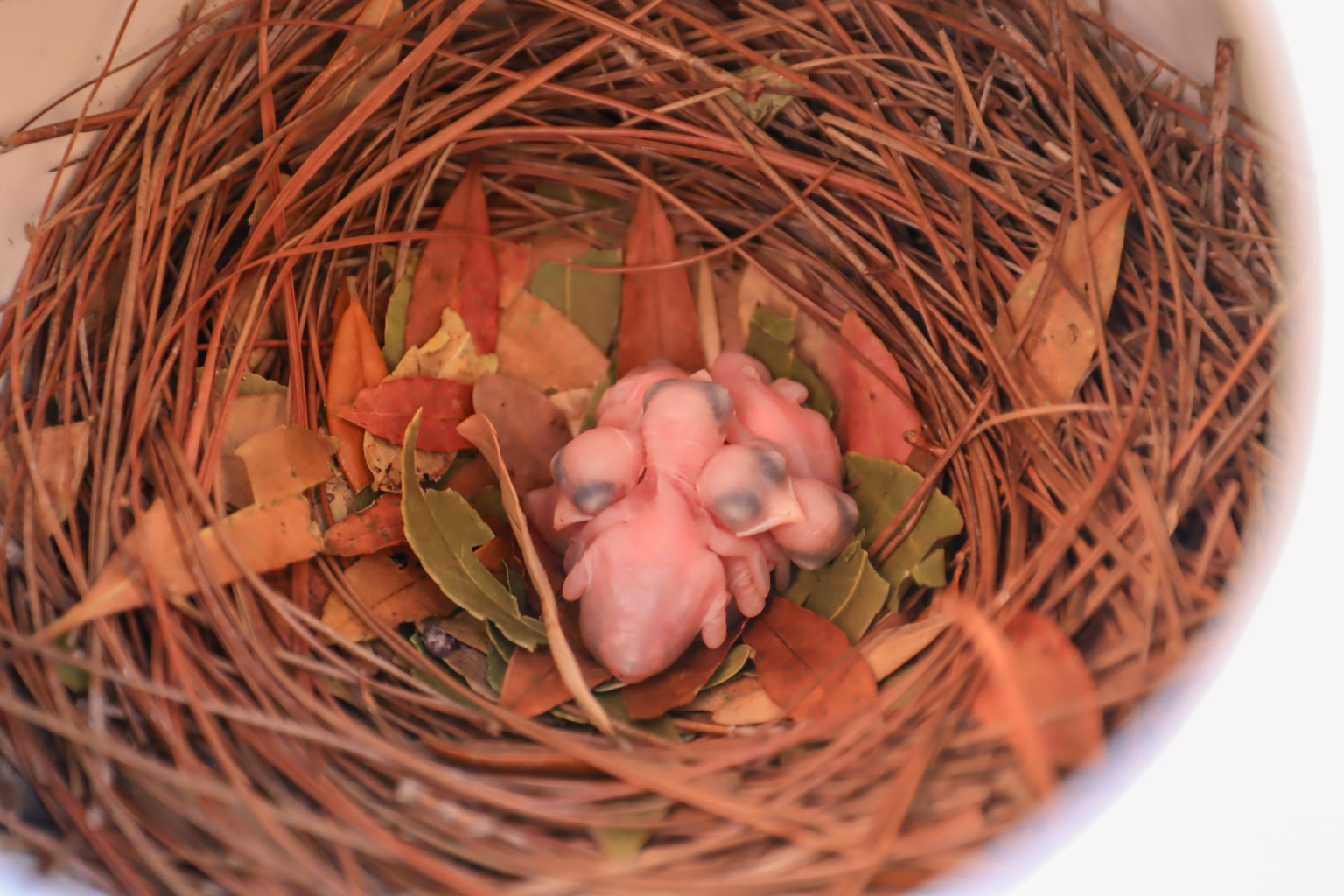 Purple Martins Return to EPCOT for Annual Trek to Walt Disney World Resort