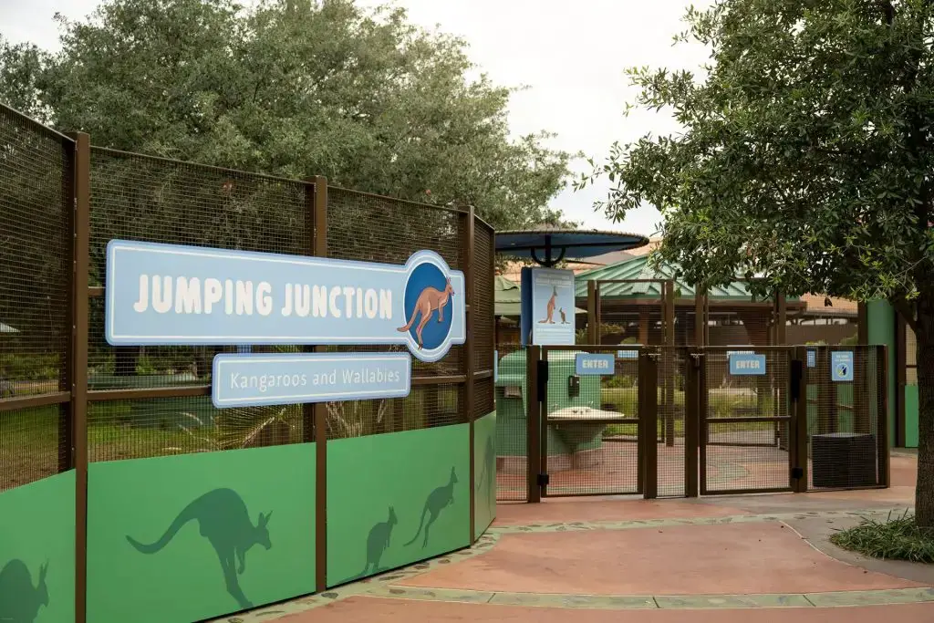 Kangaroos and Wallabies Arrive at Disney's Animal Kingdom