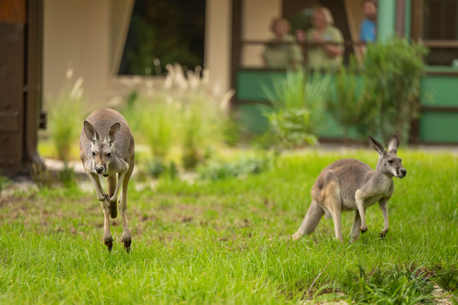 Kangaroos and Wallabies Arrive at Disney's Animal Kingdom
